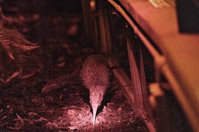Skip the Line: Franz Josef Wildlife Center Ticket with Optional Backstage Pass - Discovering the Franz Josef Wildlife Centre