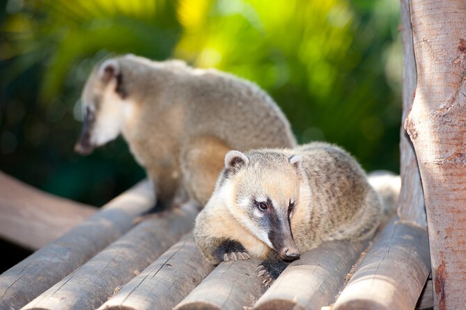 Skip the Line: Jungle Park Tenerife Entrance Ticket - Why Choose Jungle Park Tenerife?