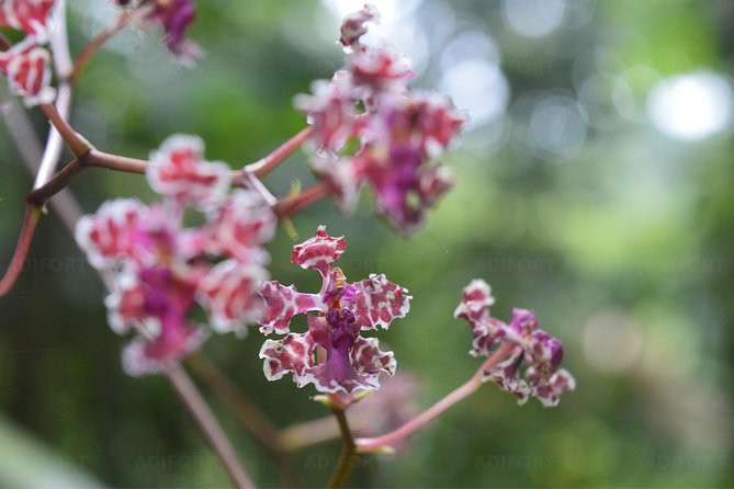 Skip-the-Line La Fortuna Waterfall Admission Ticket - Visitor Feedback and Tips