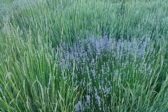 Skip the Line: Medieval Tuida Fortress tours - Frequently Asked Questions