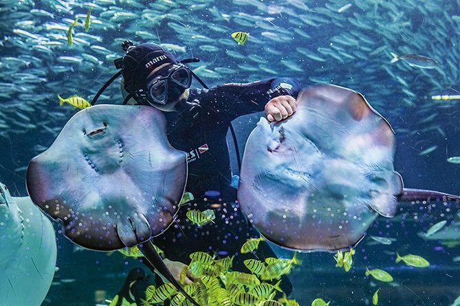 Skip the Line: The Greatest Urban Aquarium COEX Ticket() - An In-Depth Look at the COEX Aquarium Experience