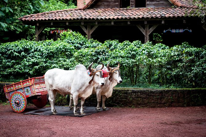 Skip the Line:Day Ticket-La Paz Waterfall Gardens Nature Park & Wildlife Refuge - Reviewing Visitor Feedback and Ratings