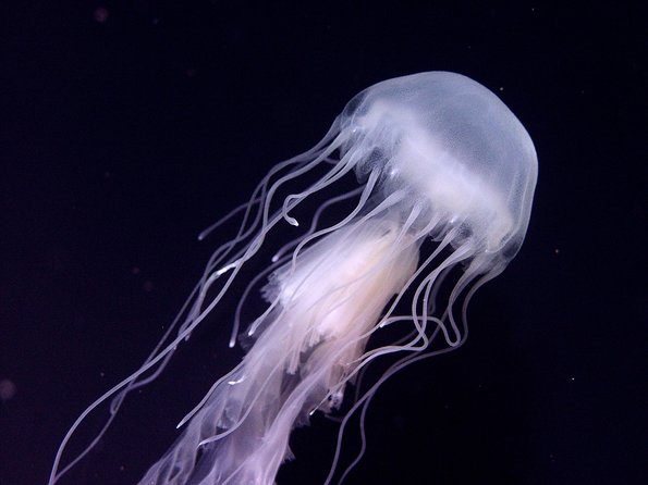 Skip the Ticketing Line: Aquarium of the Pacific General Admission Ticket - Upcoming Exhibits and Attractions