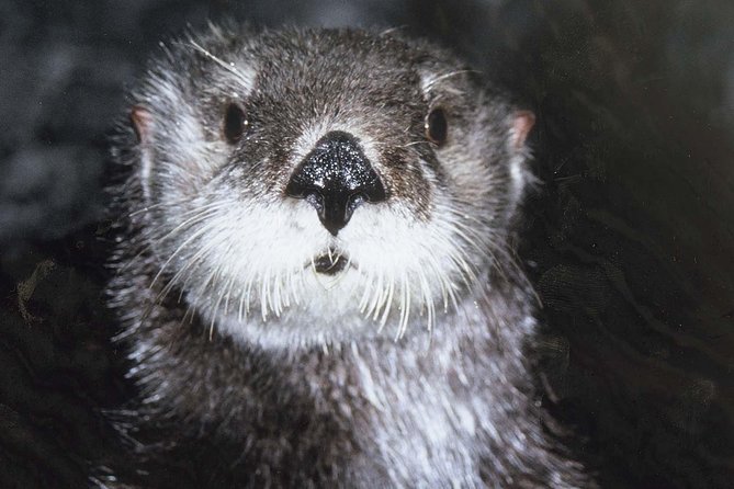 Skip the Ticketing Line: Aquarium of the Pacific General Admission Ticket - Frequently Asked Questions