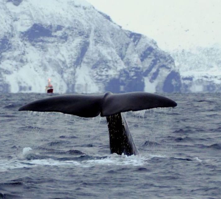 Skjervøy: Birds and Wildlife of Arctic Norway - Safety, Comfort, and Practical Details