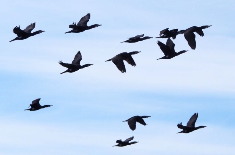 Skjervøy: Birds and Wildlife of Arctic Norway - Practical Tips for Travelers