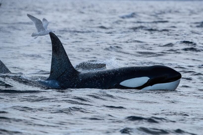 Skjervøy: Orca and Whale-Watching comfort heated Boat Trip - An In-Depth Look at the Whale-Watching Experience