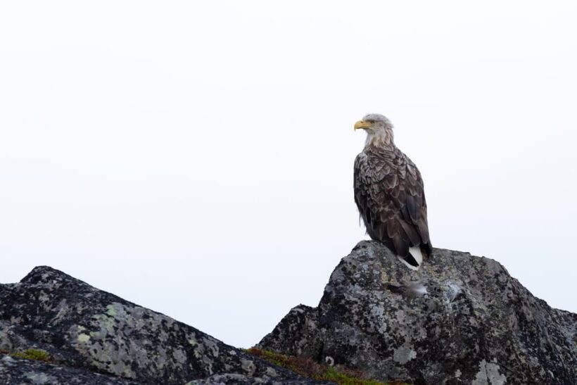 Skjervøy: Orca and Whale-Watching comfort heated Boat Trip - FAQ