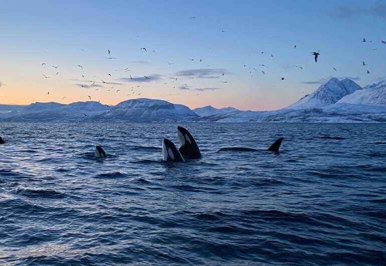 Skjervøy: Whale and Orca Watching Tour by RIB Boat - A Deep Dive into the Whale-Watching Experience