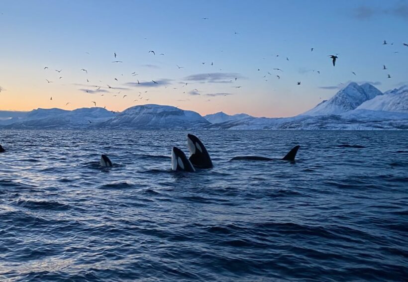 Skjervøy: Whale and Orca Watching Tour by RIB Boat - Final Thoughts: Is It Worth It?