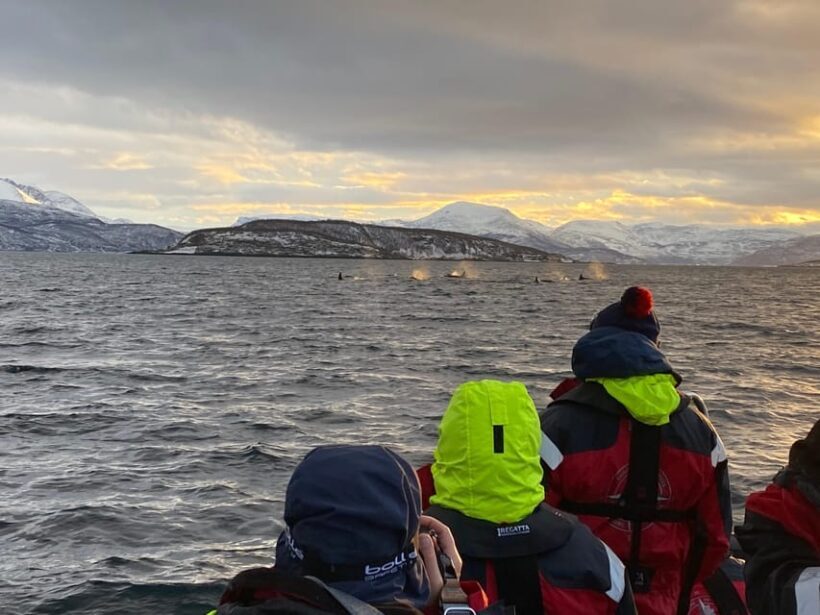 Skjervøy: Whale and Orca Watching Tour by RIB Boat - FAQ