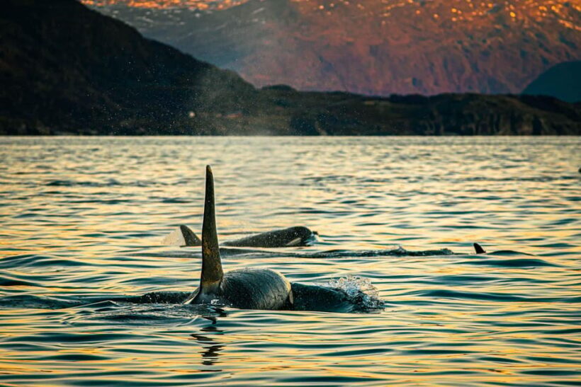 Skjervøy: Whale Watching with RIB Boat and Local Guide - Key Points