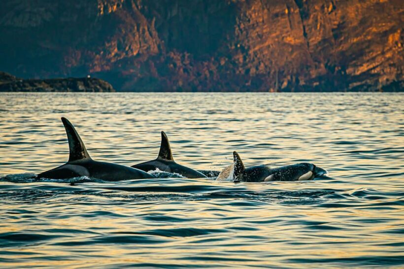 Skjervøy: Whale Watching with RIB Boat and Local Guide - An Overview of the Experience
