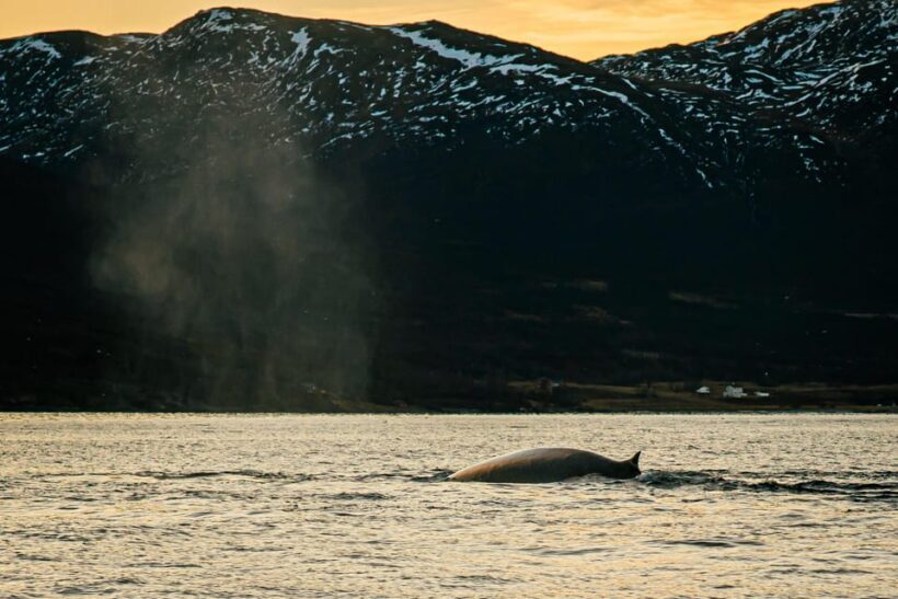 Skjervøy: Whale Watching with RIB Boat and Local Guide - The Best Fit for Who Should Book This Tour