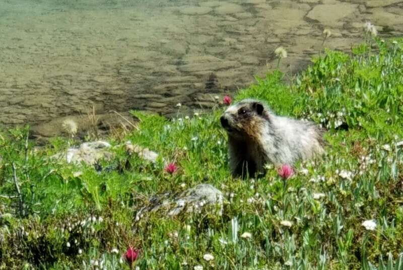 Skoki Lake Louise Daily Guided Hike in the Canadian Rockies - An In-Depth Look at the Guided Hike Experience