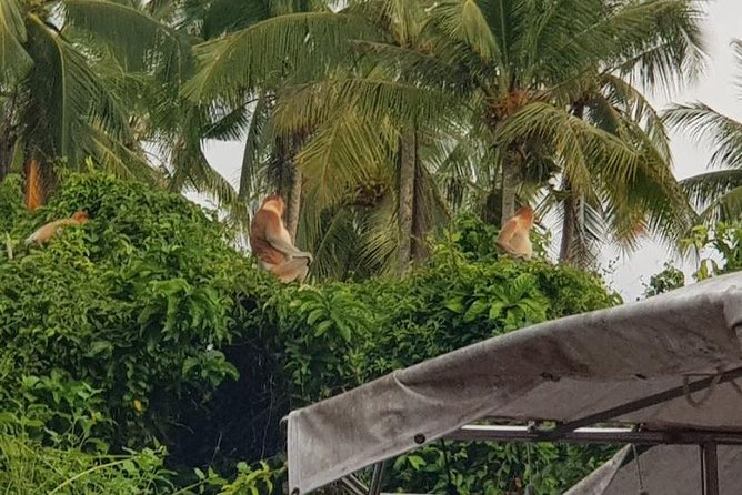 Sky-Mirror Photographing and Proboscis Monkey & Fireflies Watching River-Cruise - What the Reviews Say