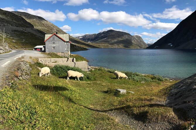 Sky to Fjord Geiranger Downhill Biking Adventure - Health and Accessibility
