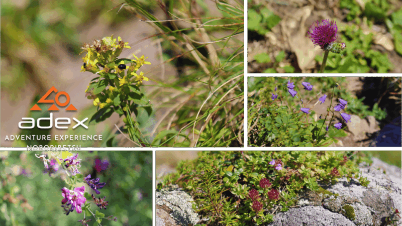 Sky Walk Adventure:Ridge Trail on Date Monbetsu Peak - Guided Hike to the Summit