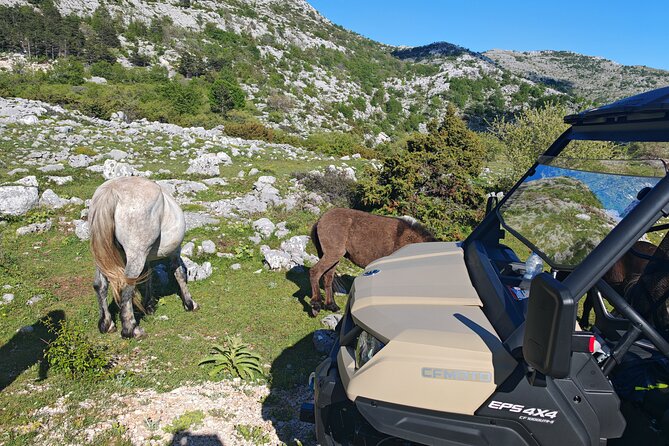 Skywalk Biokovo Tour in Buggys - Guides Expertise and Personalized Service