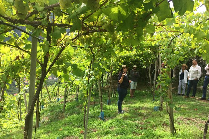 Skywalk, Madeira Wines Tasting and Vineyards 4x4 Experience - Exploring Madeiras Vineyards by 4x4