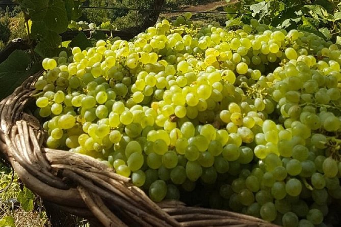 Skywalk, Madeira Wines Tasting and Vineyards 4x4 Experience - Guide Expertise and Traveler Feedback