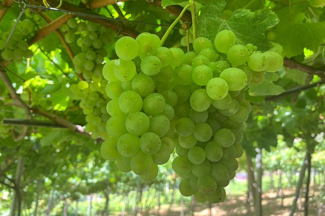 Skywalk with Wines Tasting and Vineyards Half day 4x4 Adventure - An Exciting Introduction to Madeira’s Natural and Cultural Gems