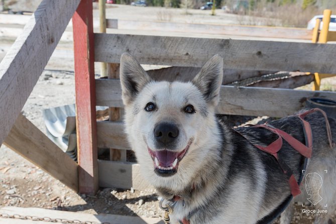 Sled Dog Adventure and Pan for Gold in the Yukon - Gold Panning in Liarsville