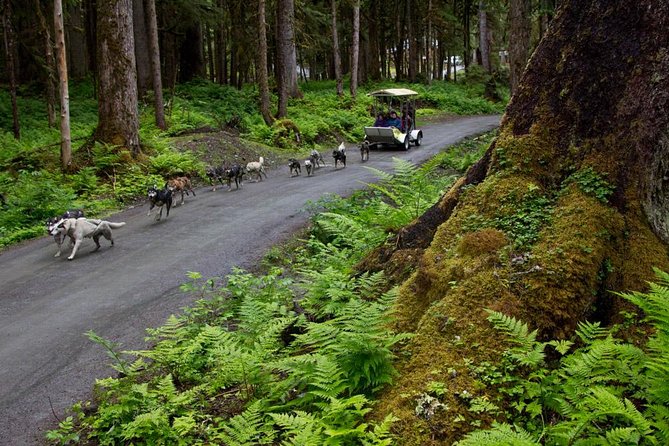 Sled Dog Discovery in Juneau - Highlights of the Tour Experience