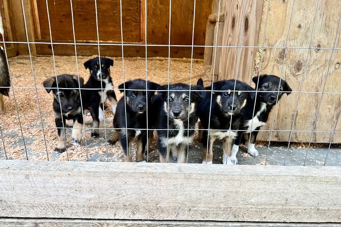 Sled Dog Discovery in Juneau - Meeting and Pickup Logistics
