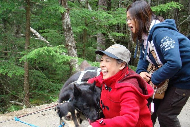 Sled Dog Discovery in Juneau - Pricing and Booking Details