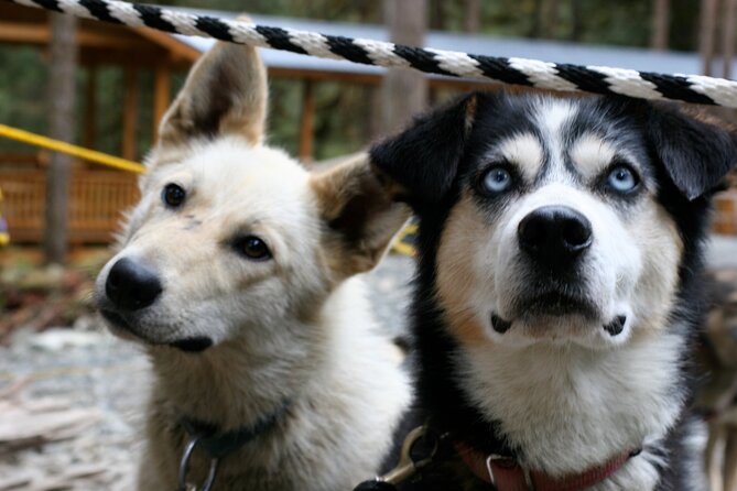 Sled Dog Discovery in Juneau - Participant Feedback and Ratings