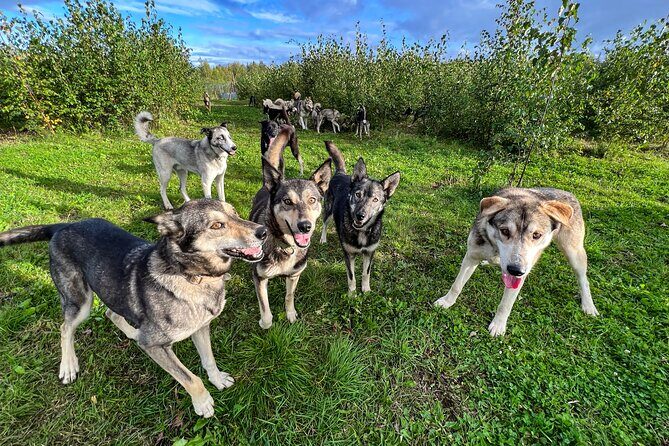 Sled Dog Kennel Tour - A Deep Dive into the Sled Dog Kennel Tour