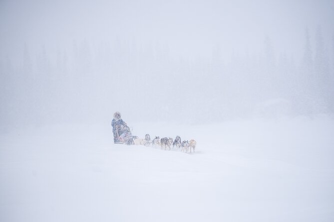 Sled Dog Sampler Ride in Fairbanks - Introducing the Sled Dog Sampler Ride in Fairbanks