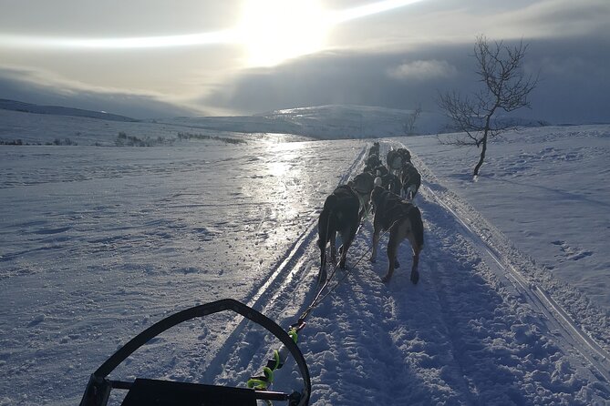 Sled Trip With Husky in the Alta Valley - Discovering the Huskies and Their Friendly Nature