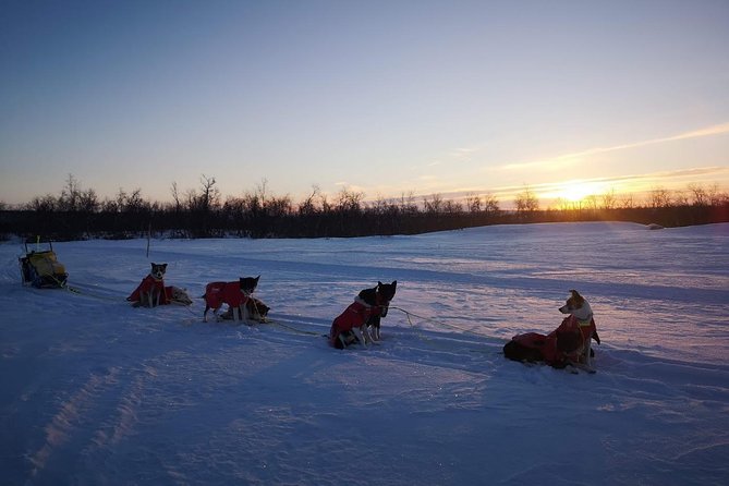 Sled Trip With Husky in the Alta Valley - Guests Testimonials and Feedback on the Experience