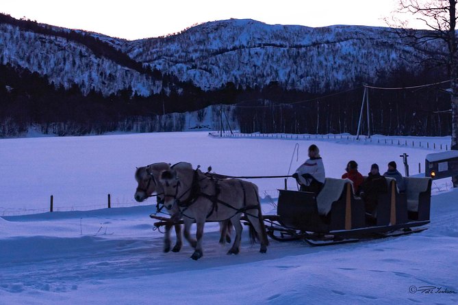 Sleigh Ride W/ Snacks - Experience Arctic Farm Life - Opportunities for Northern Lights Sightings