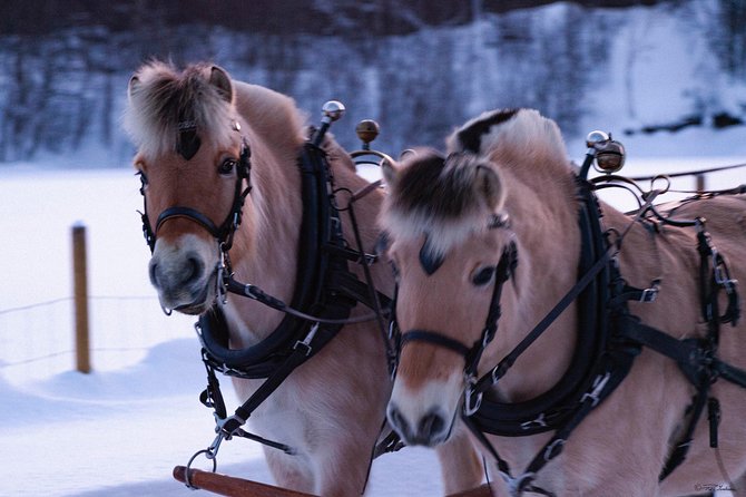 Sleigh Ride W/ Tapas Meal - Experience Arctic Farm Life - Lavvu Tent and Arctic Tapas Lunch