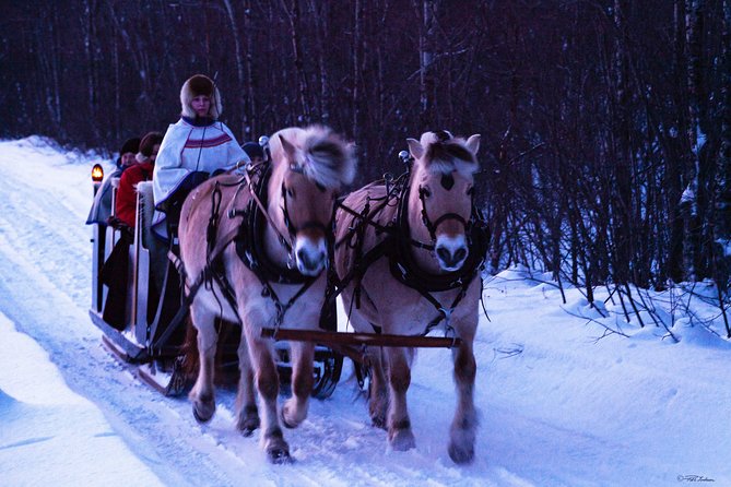 Sleigh Ride W/ Tapas Meal - Experience Arctic Farm Life - About the Private Sleigh Ride Near Alta, Norway