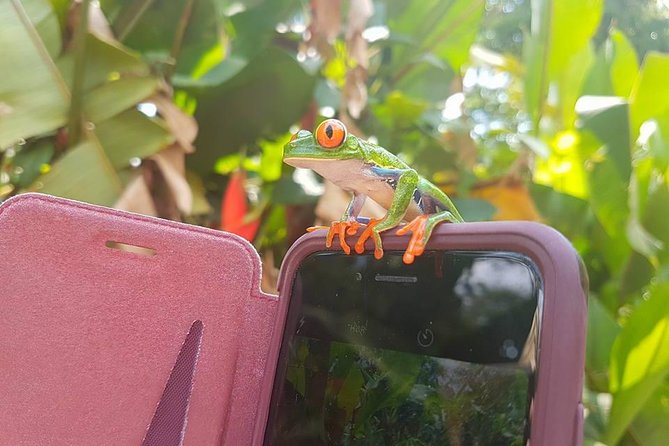 Sloth Discovery From Playa Del Coco Area - Whats Included and Excluded