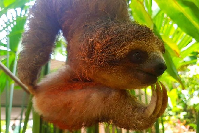 Sloth Discovery From Playa Del Coco Area - Sloths in Their Natural Habitat