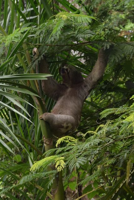 Sloth Search - The Sum Up