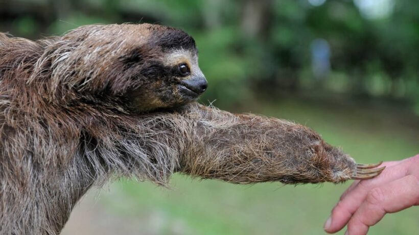 Sloth Search - Key Points