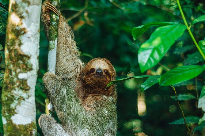 Sloth Tour in La Fortuna and Tortillas Cooking Class - Tour Details and Logistics