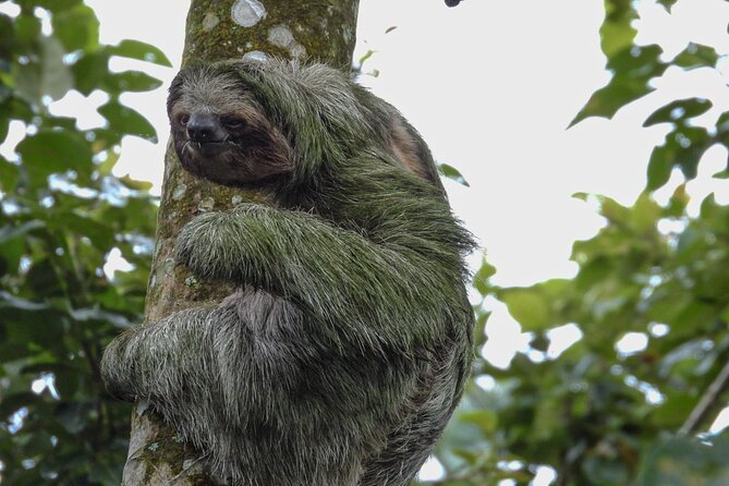 Sloth Tour in La Fortuna and Tortillas Cooking Class - Exploring the Sloth Observation Trail