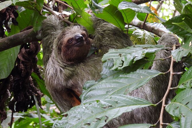 Sloth Tour in La Fortuna and Tortillas Cooking Class - Discovering the Medicinal Plant Garden
