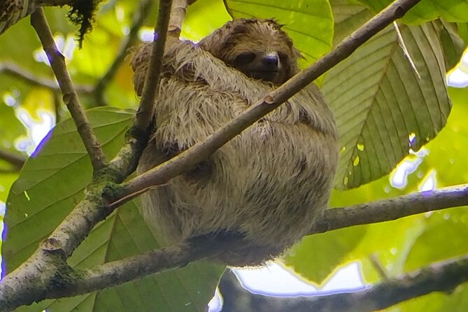 Sloth Watching La Fortuna Local Tour Guide. - Key Points