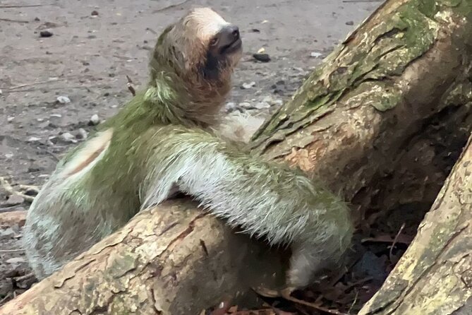 Sloth Watching La Fortuna Local Tour Guide. - Transparent Pricing Recommendations