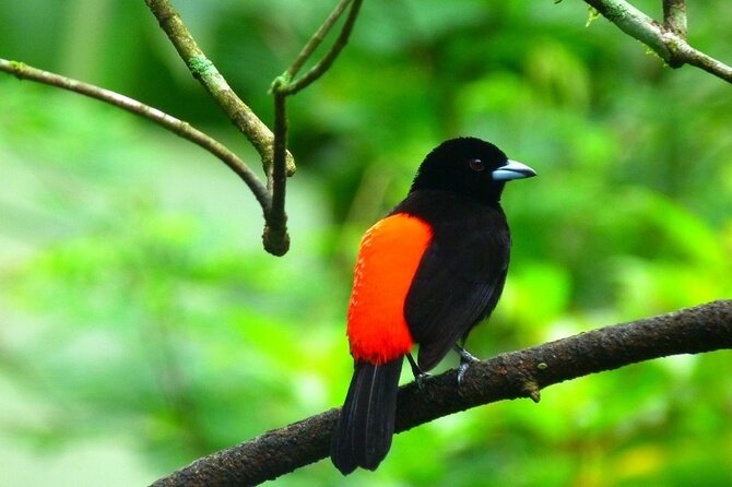 Slothies and Birds Sightseeing - Tour Overview