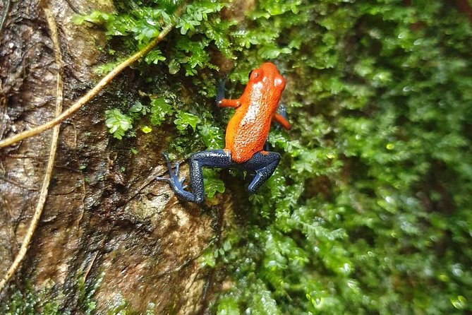 Sloths in Their Natural Habitat & Blue River Waterfall - Exploring the Rainforest Habitat of the Sloths