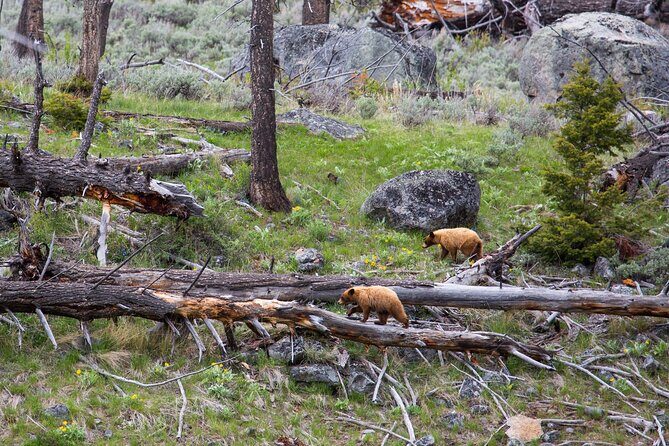 Slough Creek Naturalist Day Hike - Who Will Love This Tour?